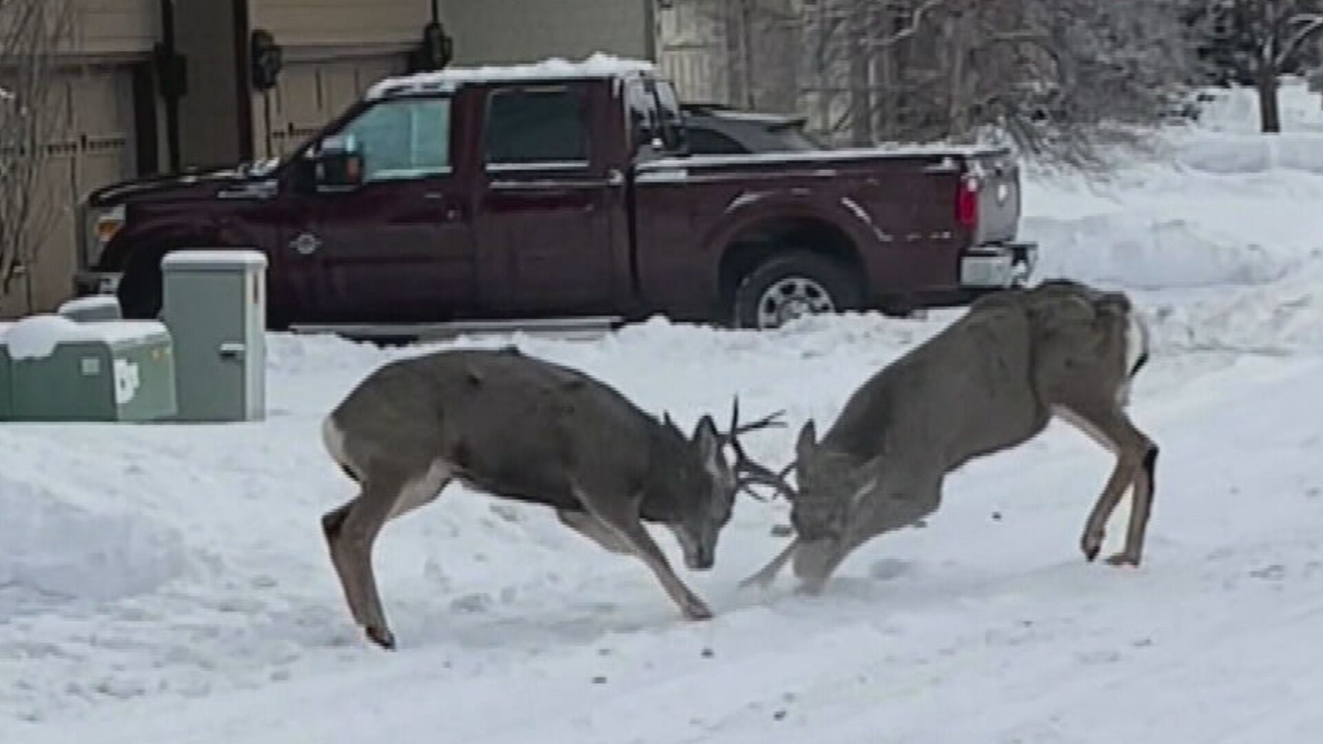mule deer fighting